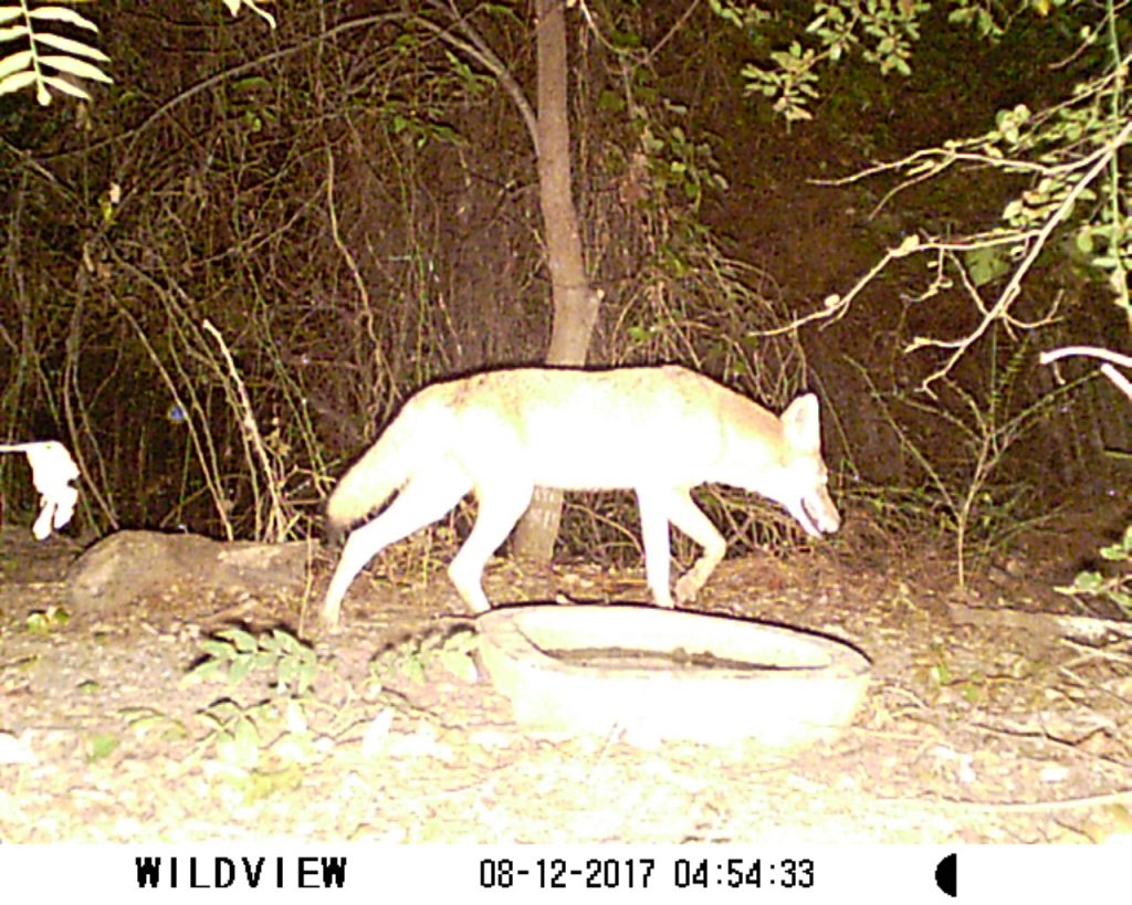 Why Do Nocturnal Animals Come Out at Night? – Nature Notes