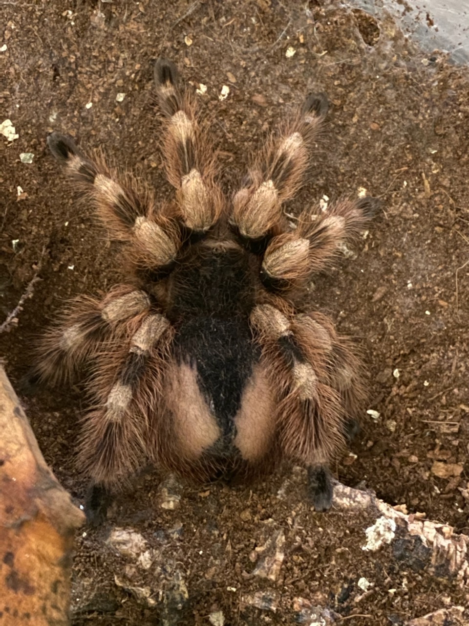 What’s Up with Tarantulas Having Bald Butts? – Nature Notes