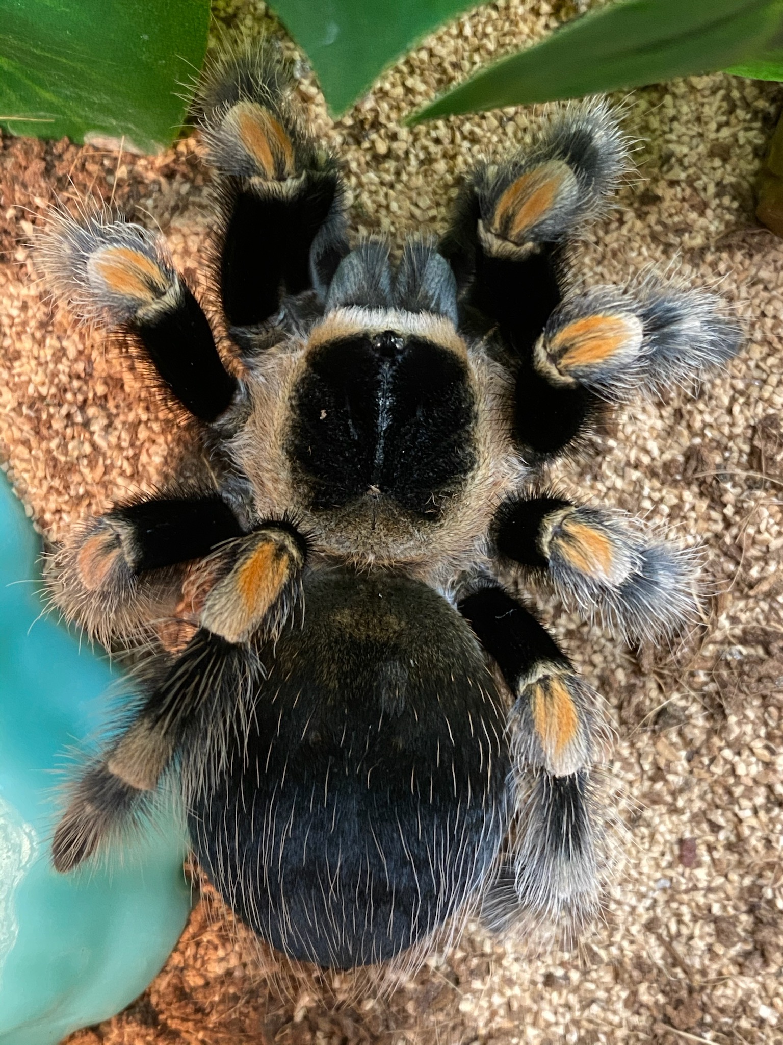 What’s Up with Tarantulas Having Bald Butts? – Nature Notes